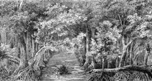 How to Draw a Swamp: Step-by-Step Guide for Beginners